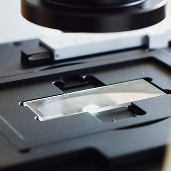 Zeiss Inverted Microscopes | Live-Cell & Fluorescence Microscopy | Indigo Scientific